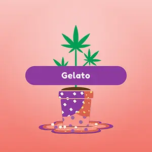 Gelato Cannabis Strain: A Flavorful Journey - Ganja Glam | Rooted in ...