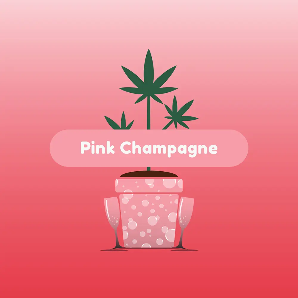 Unveiling the Effervescence: A Deep Dive into Pink Champagne Strain ...
